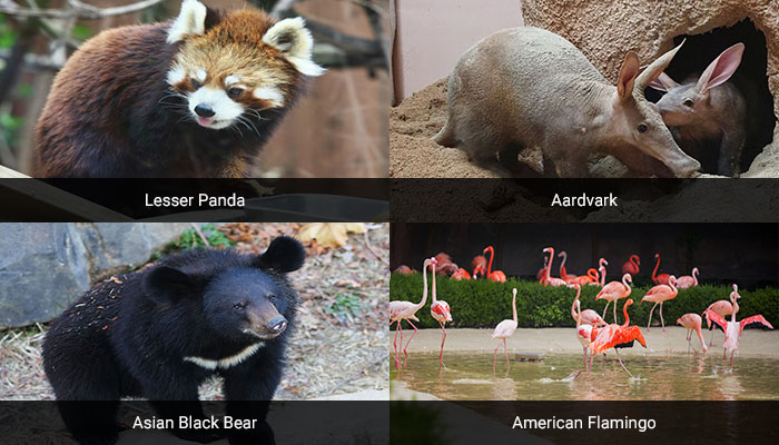 Seoul Land Amusement Park Discount Ticket - Trazy, Korea's #1 Travel Shop